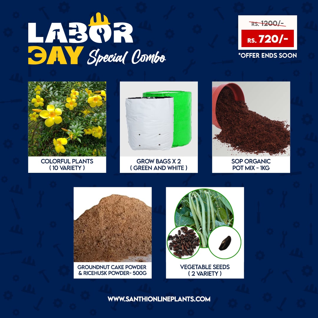 Happy workers day combo – Make your home colorful by plants – Santhi ...