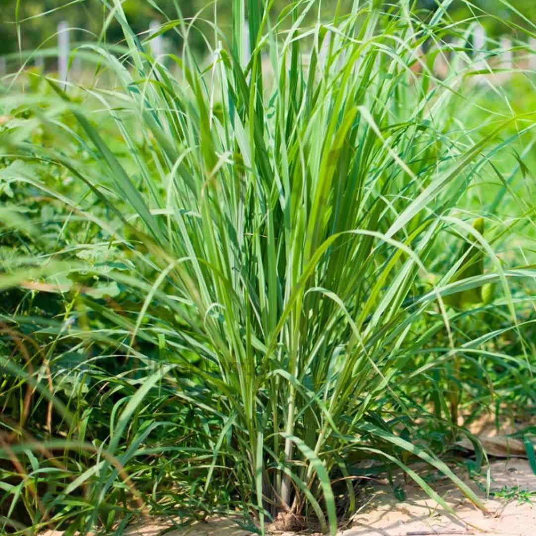 Lemon grass-Cymbopogon citratus – Santhi Online Plants