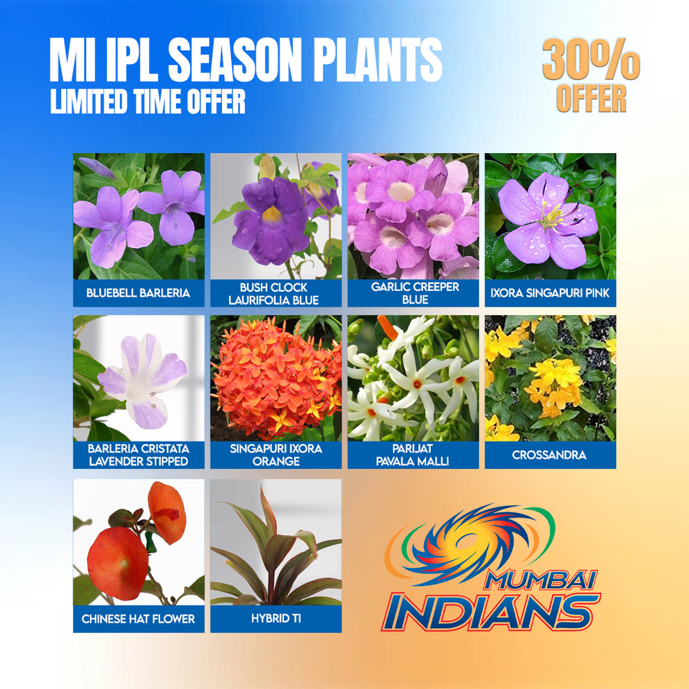 Attractive MI IPL team 2025 combo – Santhi Online Plants