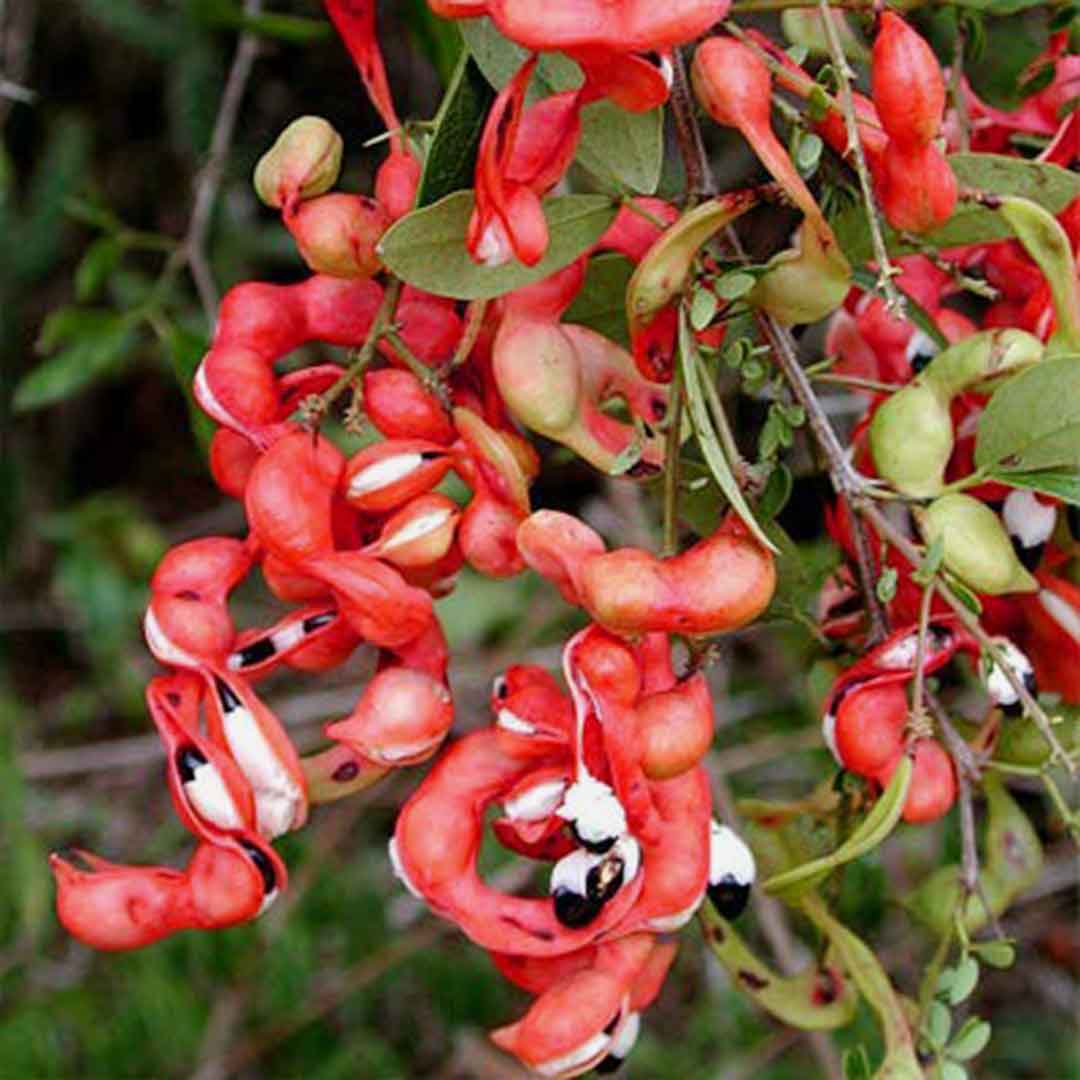 Madras Thorn Plant (Kodukka Puli) – Santhi Online Plants