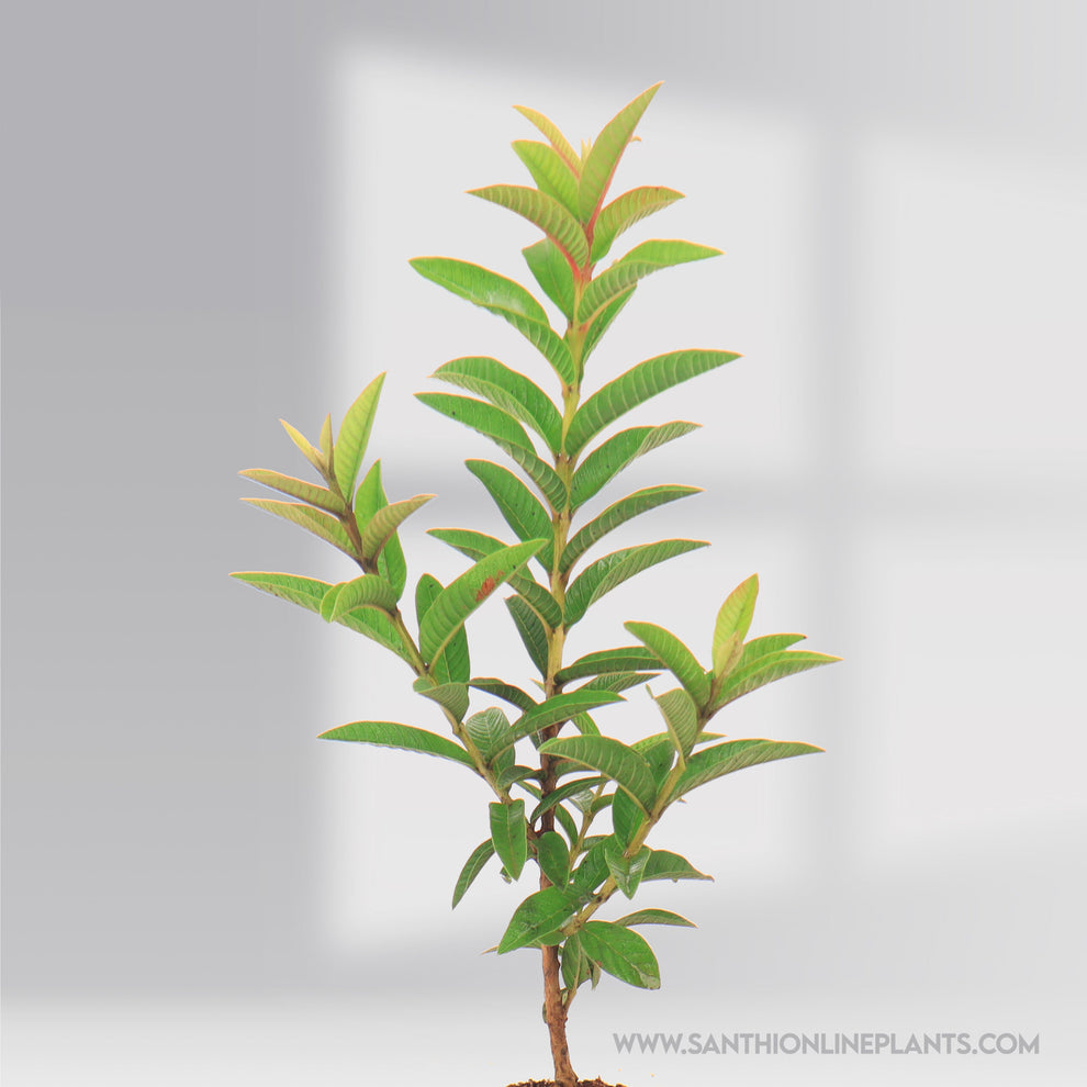Mini Guava Green – Santhi Online Plants