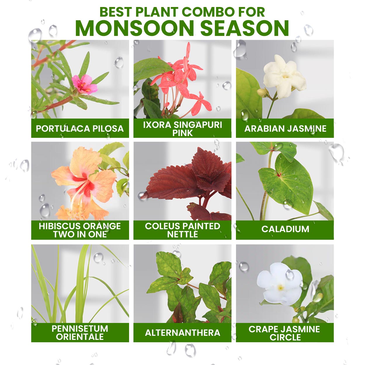 Best Combo Plants For Monsoon Season – Santhi Online Plants