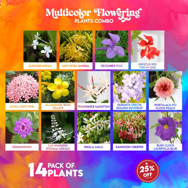 Multi Color Plants Combo – Santhi Online Plants