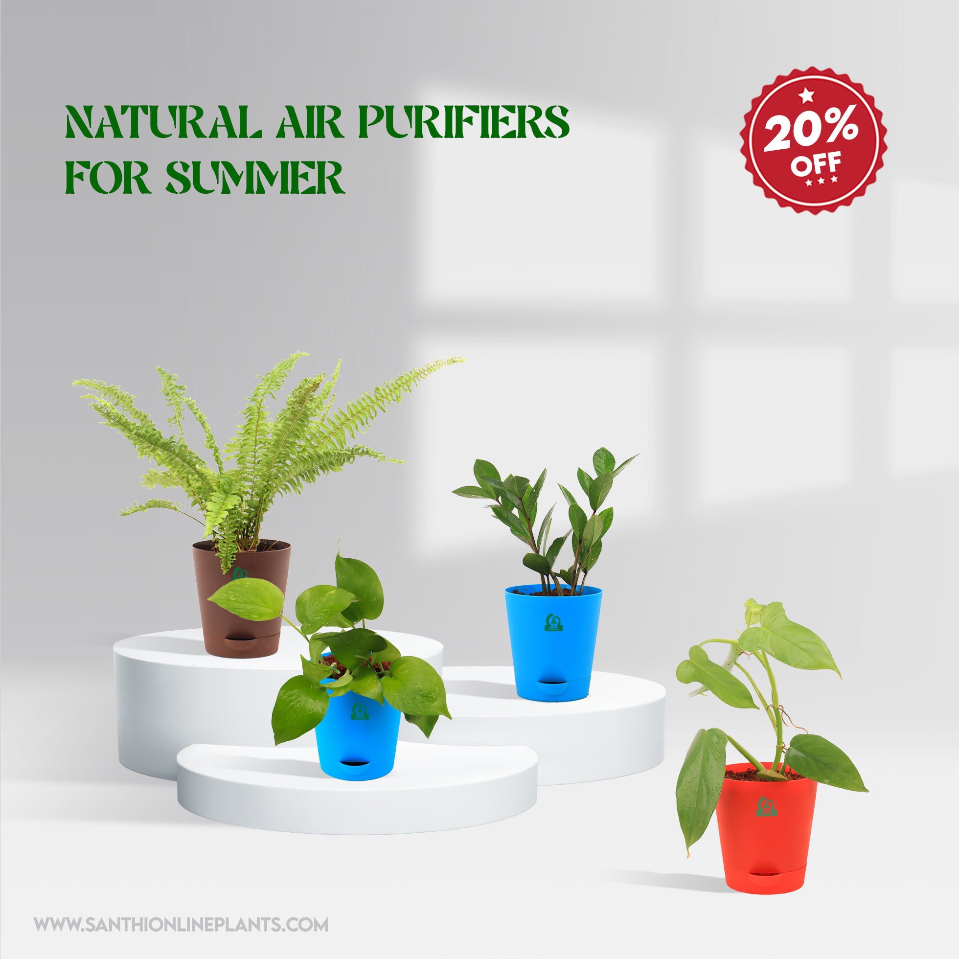 Natural Air purifier For Summer – Santhi Online Plants