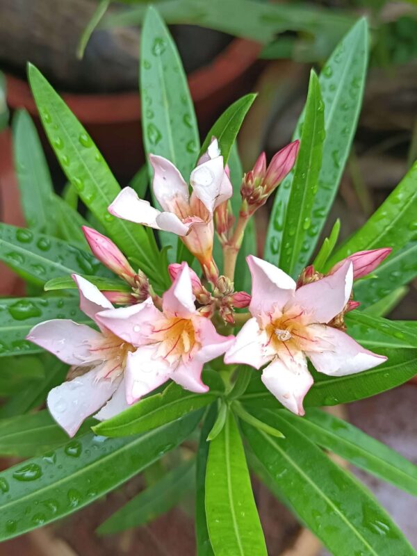 Nerium Hybrid -Alari(Pink) – Santhi Online Plants