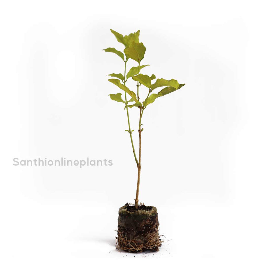 Flower Plants – Page 2 – Santhi Online Plants