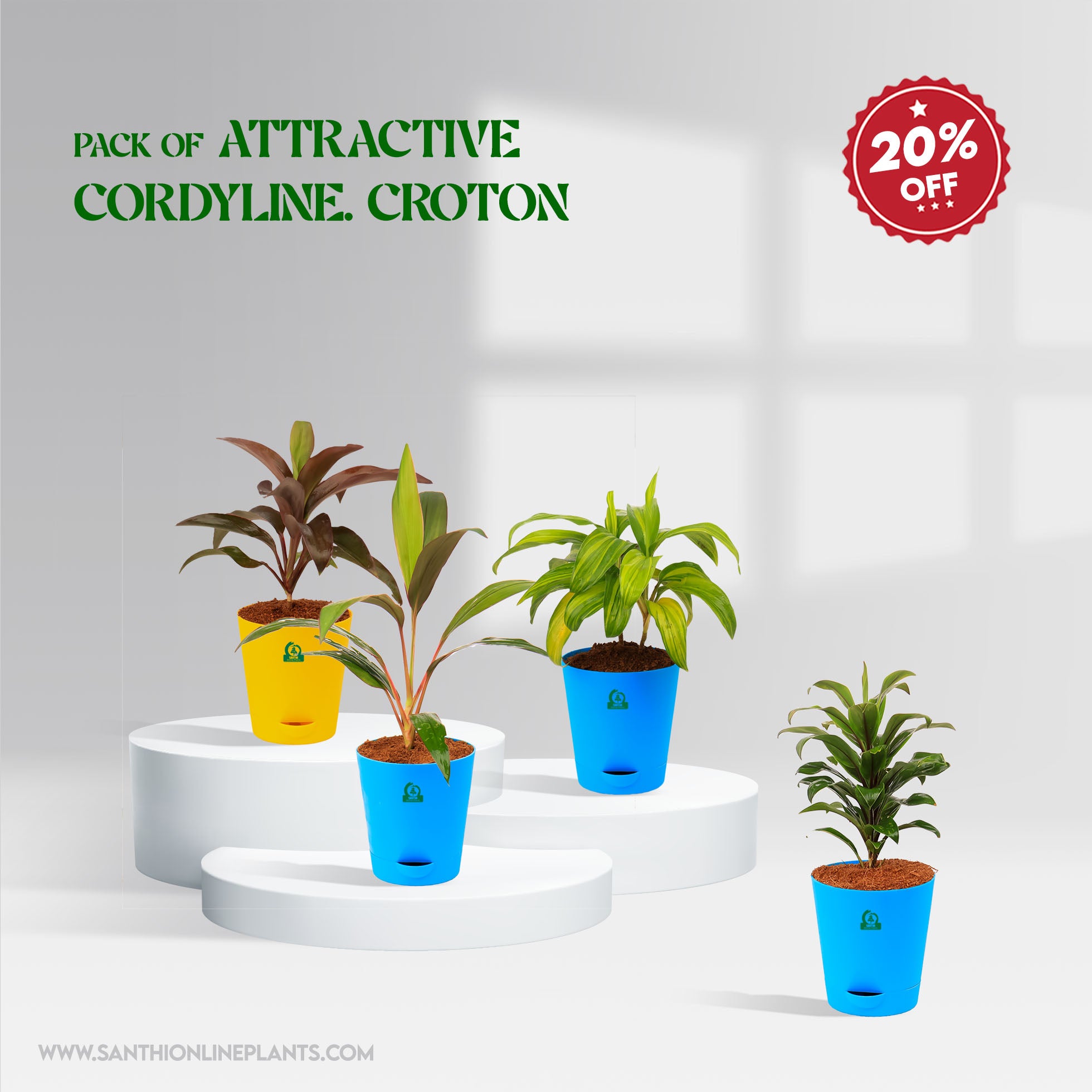Pack of Attractive Cordyline Croton – Santhi Online Plants