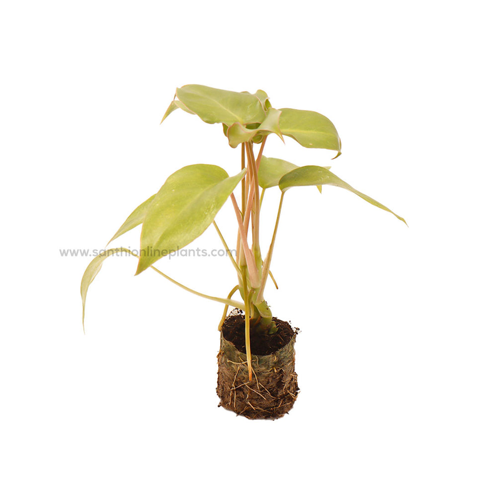 Philodendron Ceylon Golden Plant – Santhi Online Plants