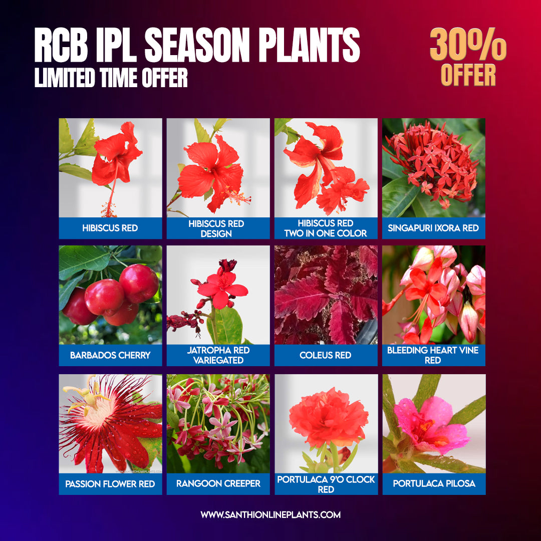 Bright RCB IPL Team 2025 combo – Santhi Online Plants