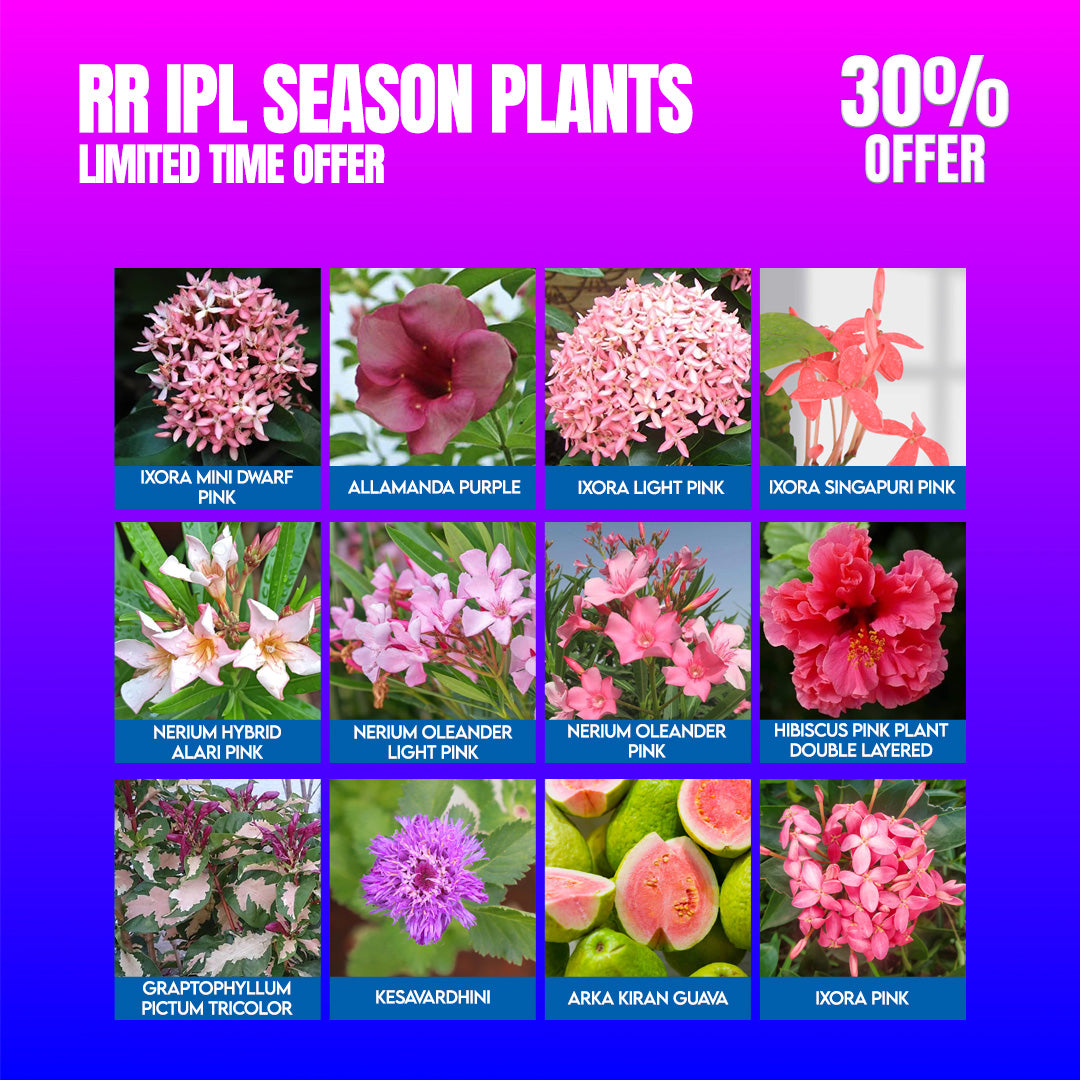 Beautiful RR Ipl team 2025 combo – Santhi Online Plants