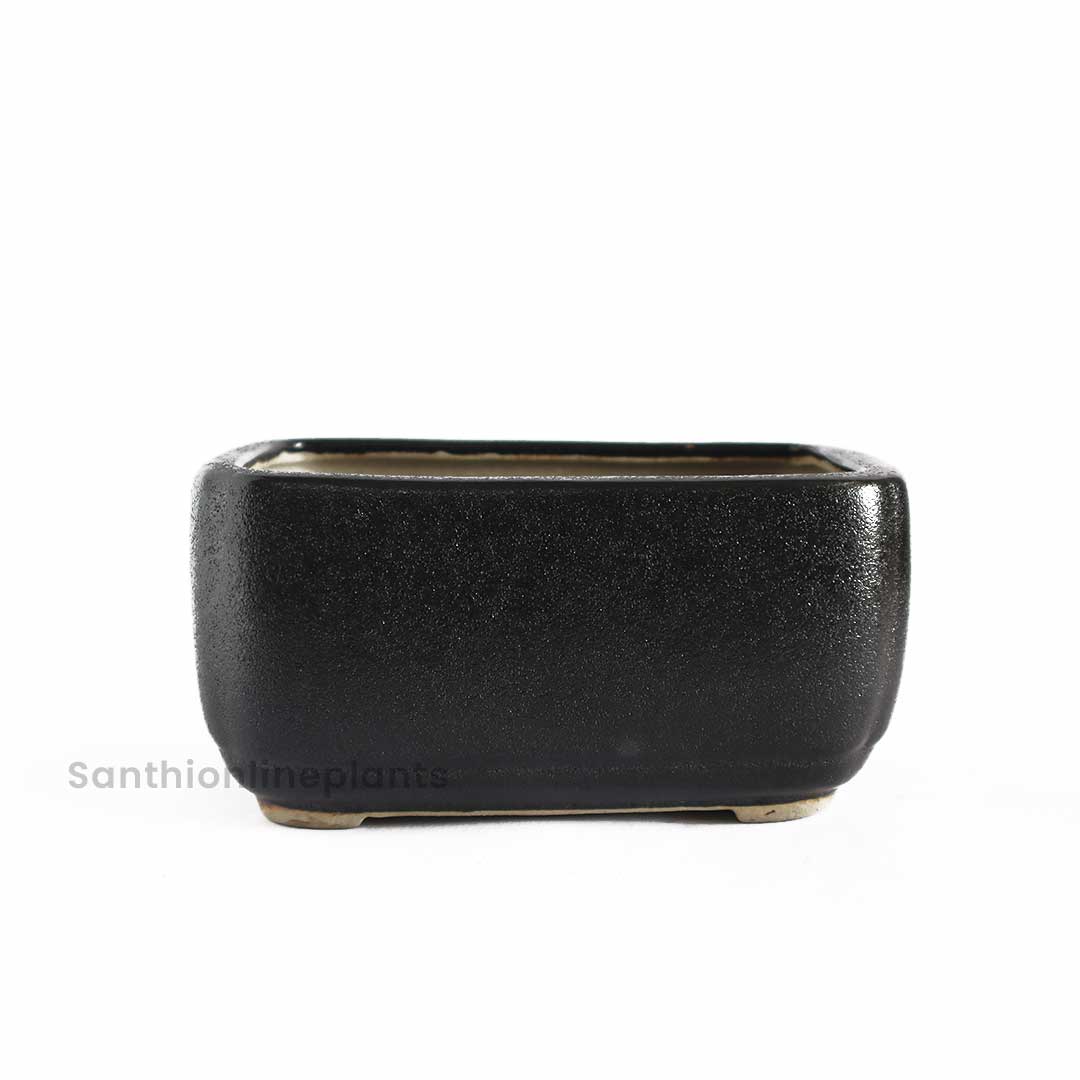 Rectangular Bonsai Black Pot – Santhi Online Plants