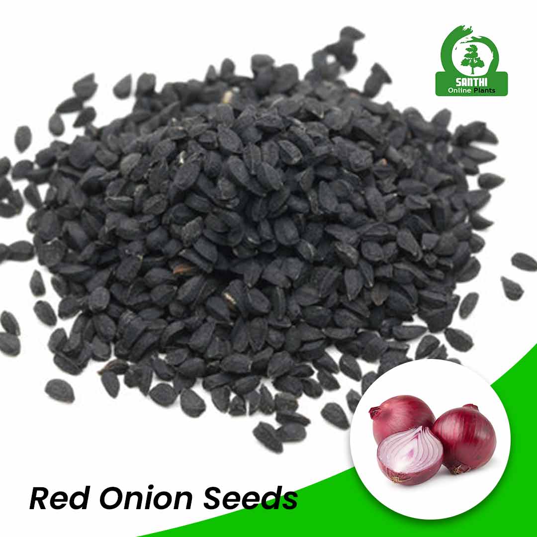 Vegetable Seeds – Santhi Online Plants