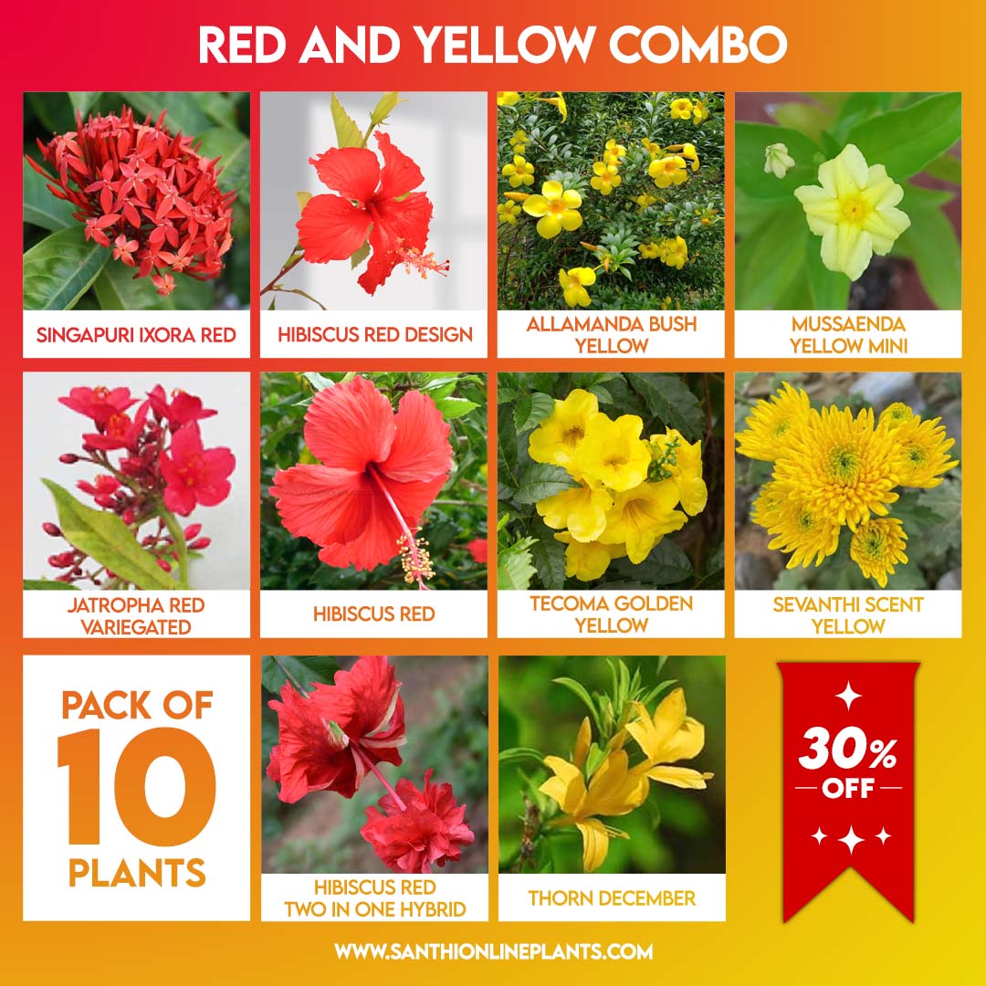 Red and Yellow Flowers Combo – Santhi Online Plants