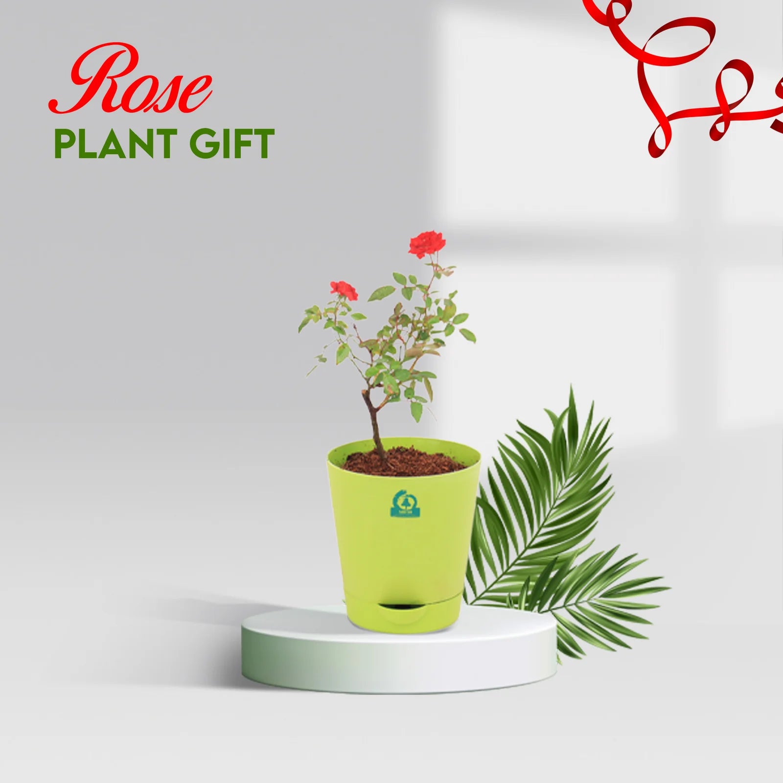 Rose Plant Gift Pot Plant – Santhi Online Plants