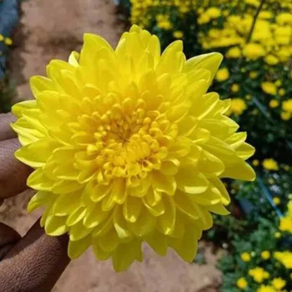 Sevanthi Aishwarya yellow-Chrysanthemum – Santhi Online Plants