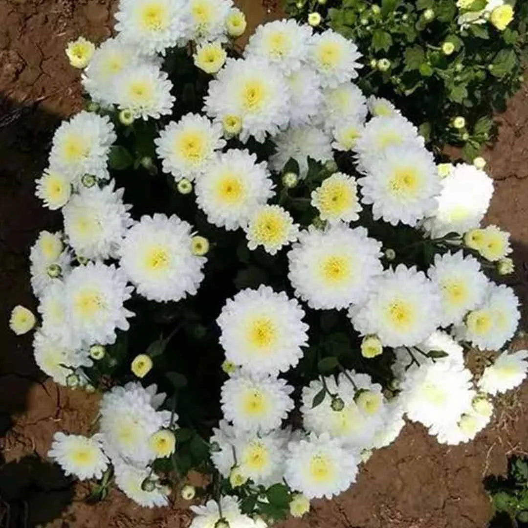 Sevanthi poornima white-Chrysanthemum – Santhi Online Plants