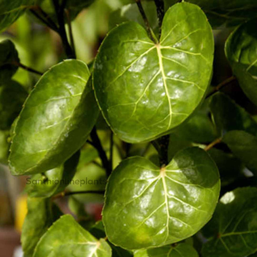 Shield Aralia plant – Santhi Online Plants