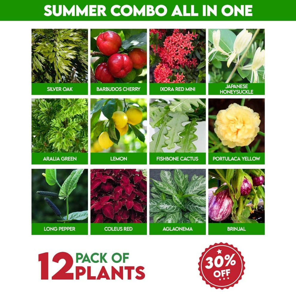 Summer Combo All in One – Santhi Online Plants