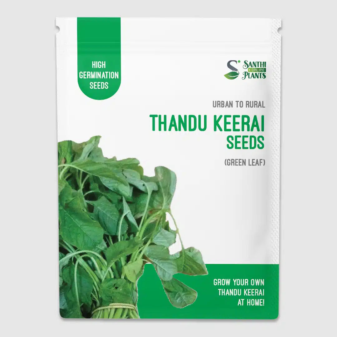 Thandu keerai seeds (green) – Santhi Online Plants