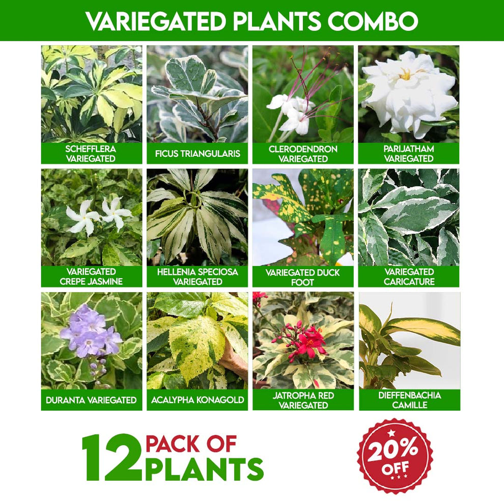 Variegated Plants Combo – Santhi Online Plants