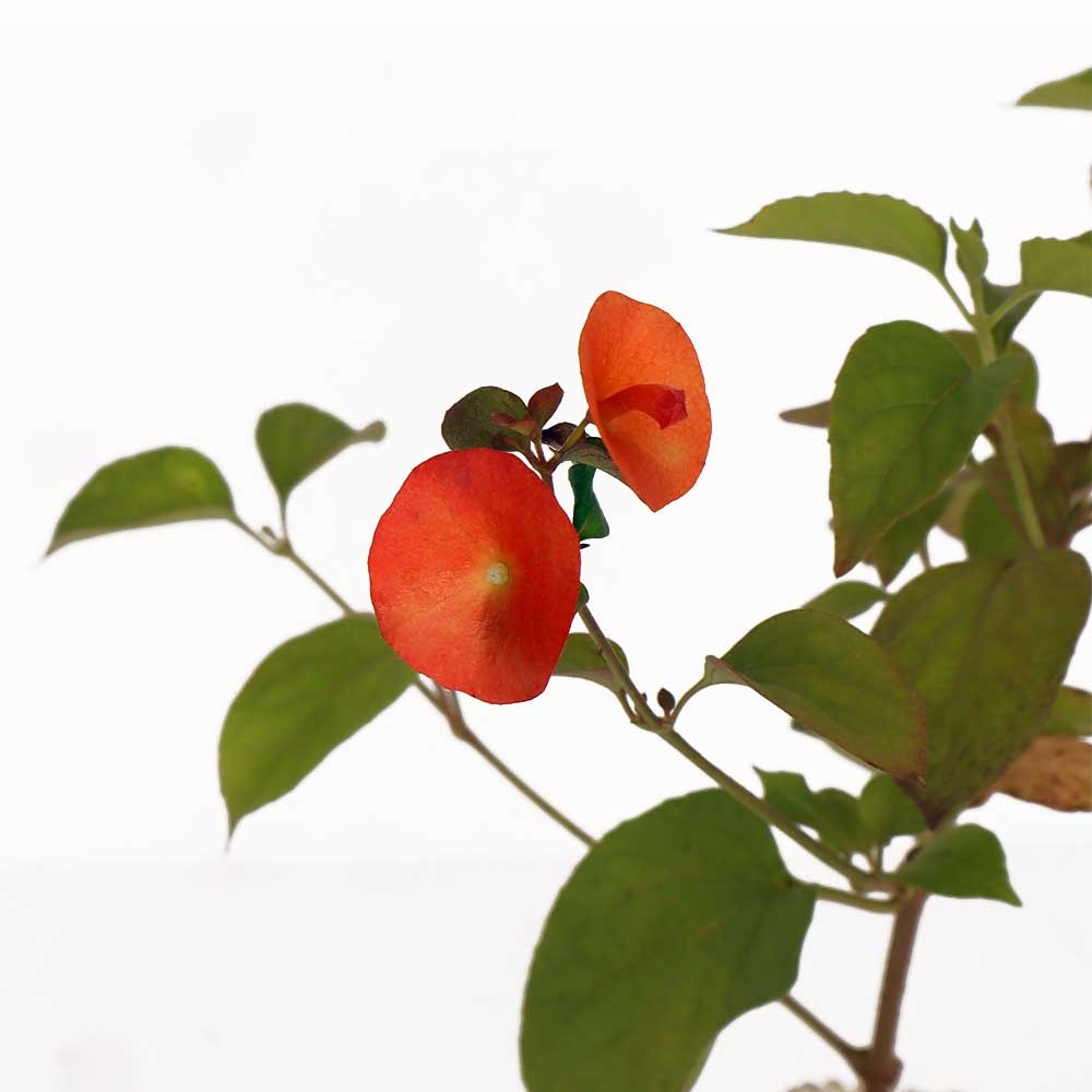 Chinese Hat Flower – Santhi Online Plants