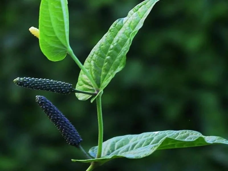 Long pepper-Thippili plant – Santhi Online Plants