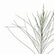 A perfect Casuarina tree plant-Savukku Maram – Santhi Online Plants