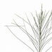 A perfect Casuarina tree plant-Savukku Maram – Santhi Online Plants