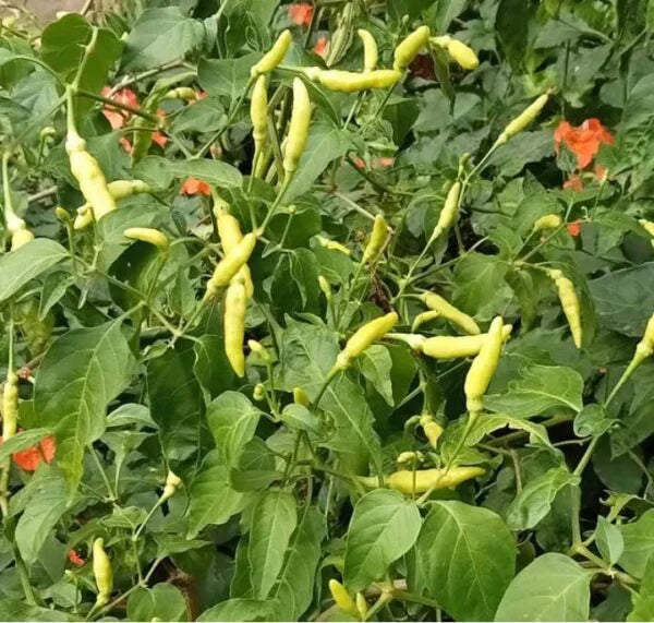Hot Perfect Kandhari menasu – Bird’s eye chilli seeds(Golden yellow ...