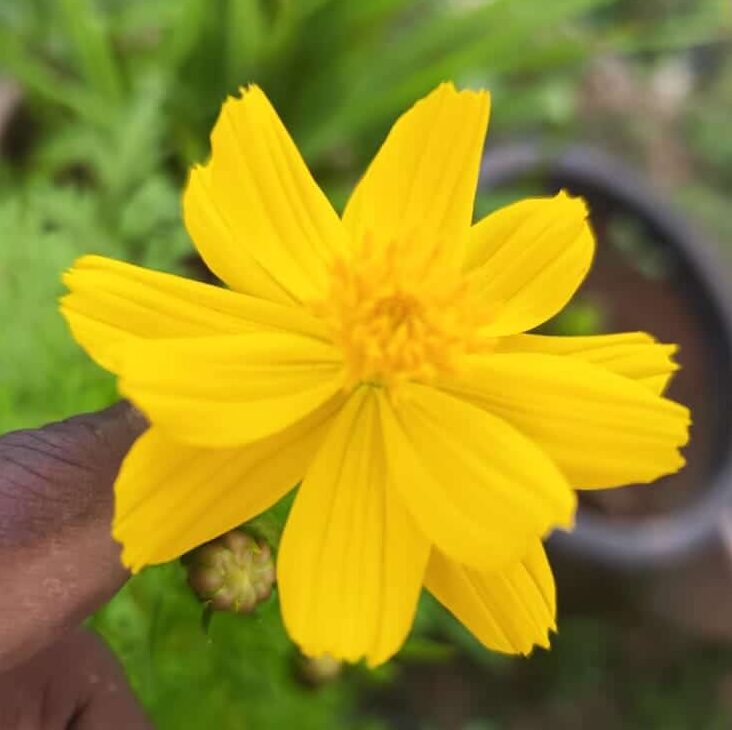 Bright Yellow Cosmos Flower Seeds : Sunshine @ garden – Santhi Online ...