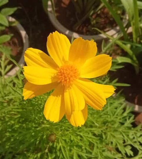 Bright Yellow Cosmos Flower Seeds : Sunshine @ garden – Santhi Online ...