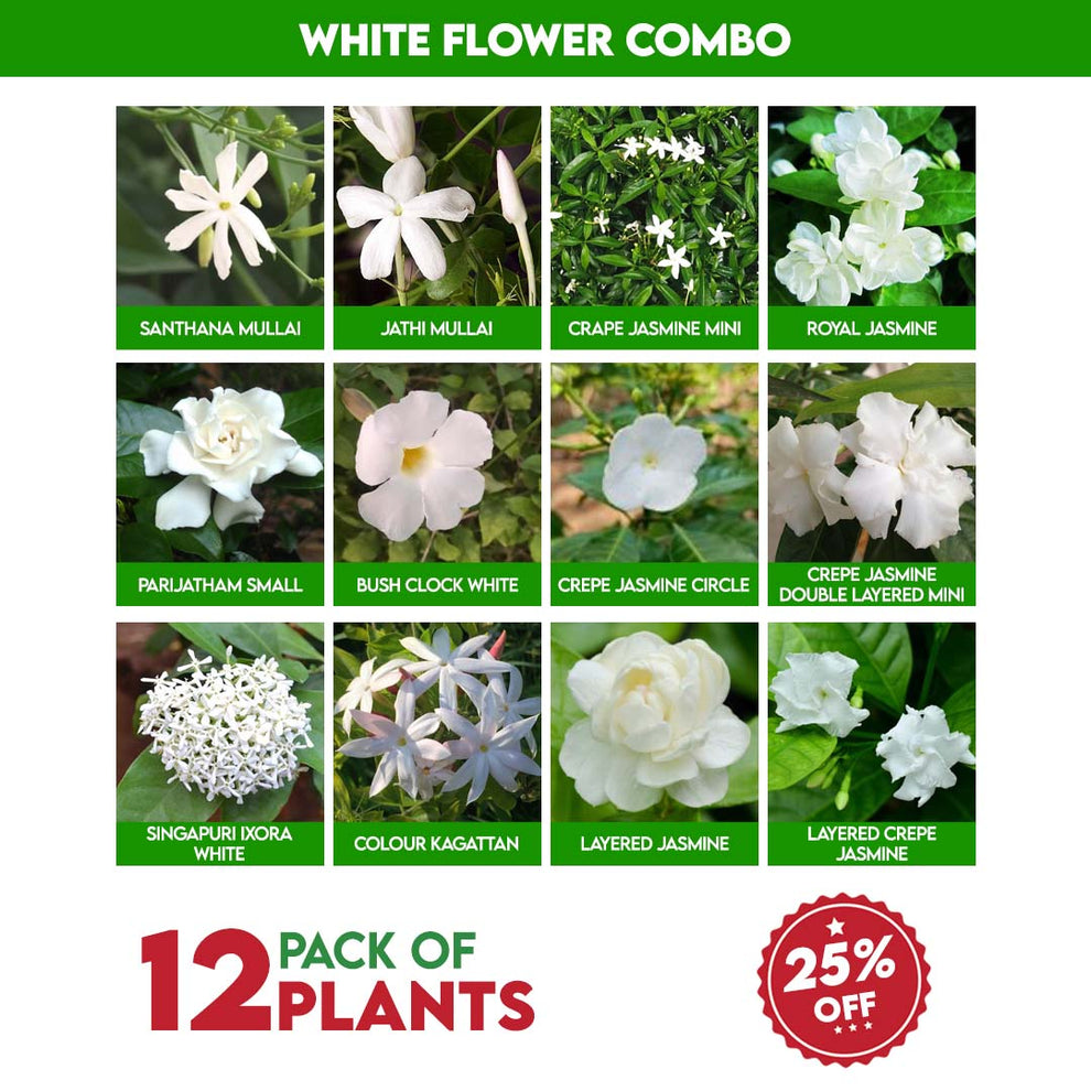 White Flowers Plants Combo – Santhi Online Plants