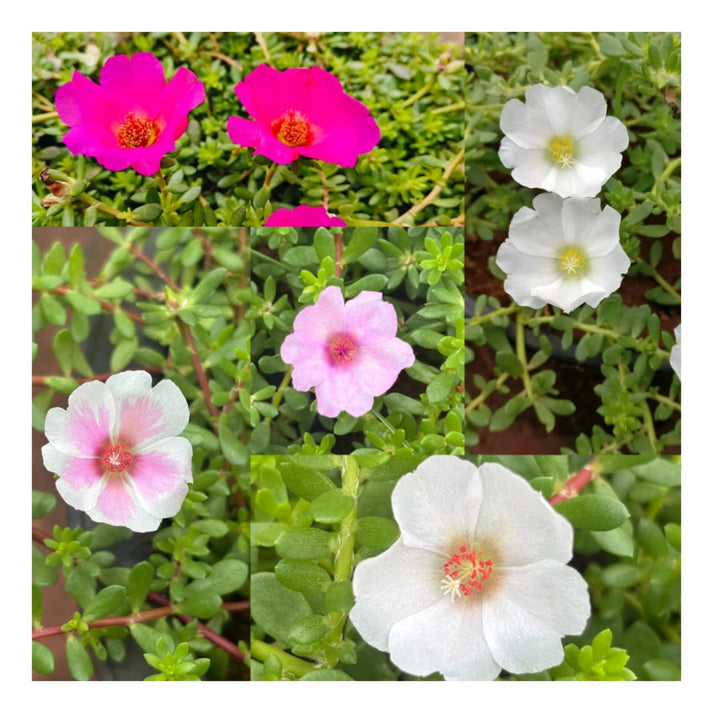 MOST BEAUTIFUL PORTULACA FLOWER– Lanprae & Alana portulaca cuttings co ...