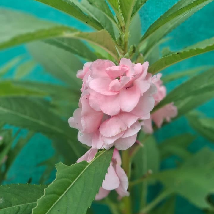 Baby pink multi petal balsam flower seeds – Santhi Online Plants