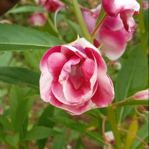 Light dark pink Thai balsam seeds – Santhi Online Plants