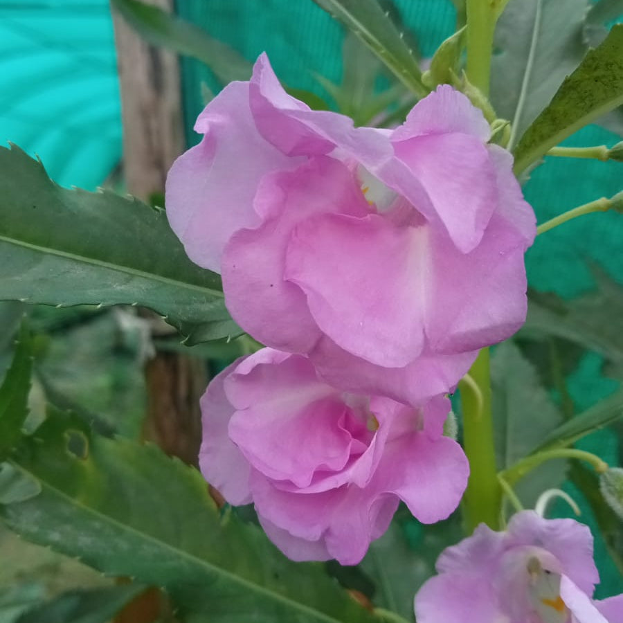 Lavender double petal balsam flower seeds – Santhi Online Plants