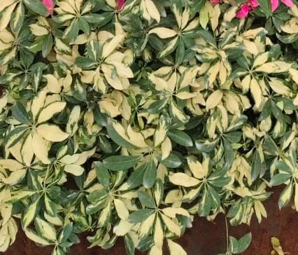 Schefflera Variegated : A beautiful Umbrella Tree – Santhi Online Plants