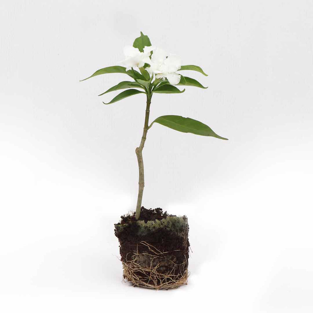 Crepe Jasmine – Santhi Online Plants