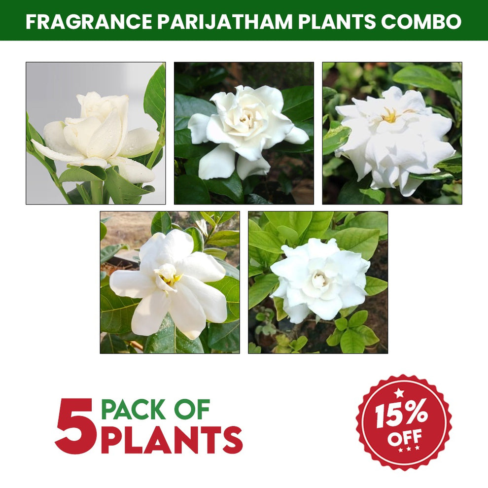 Fragrance parijatham plants combo – Santhi Online Plants