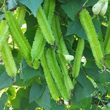 Winged beans seeds (siragu avarai) – Santhi Online Plants
