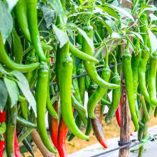 Long chilli seeds – Santhi Online Plants