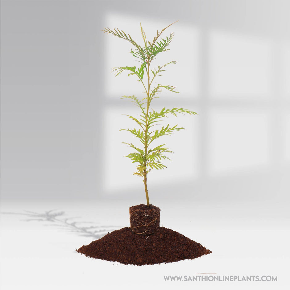 Tree – Santhi Online Plants