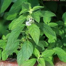 Vicks tulsi plant-mint-tulasi – Santhi Online Plants