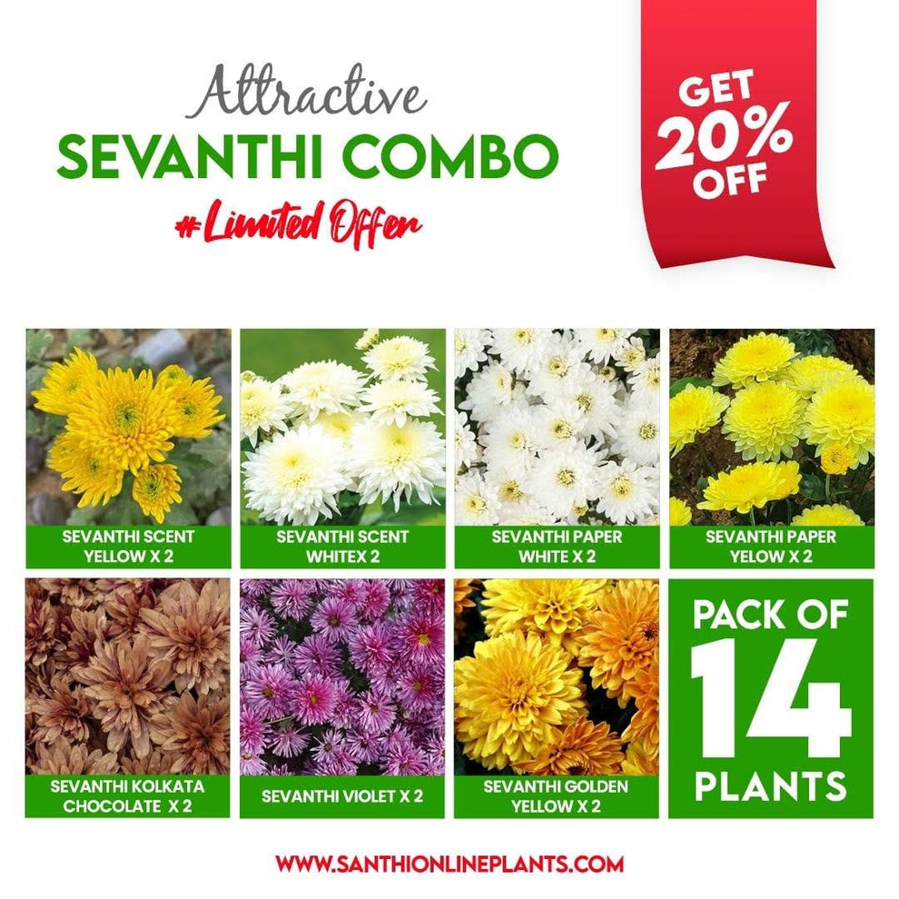 Attractive Sevanthi Combo (seven colours of chrysanthemum saplings ...