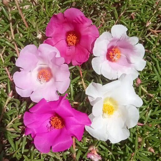 Portulaca jumbo cuttings combo (Pack of 10 cuttings) – Santhi Online Plants