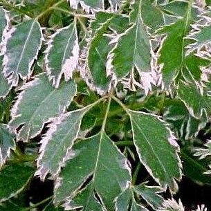 Polyscias guilfoylei variegated aralia – Santhi Online Plants