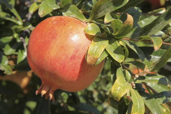 Pomegranate Plant (Mathulai) – Santhi Online Plants