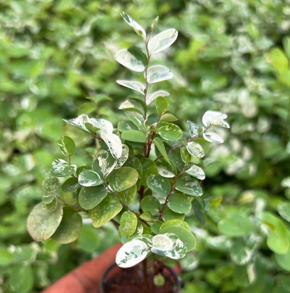 Perfect Zig Zag Snow bush plant-Breynia disticha – Santhi Online Plants