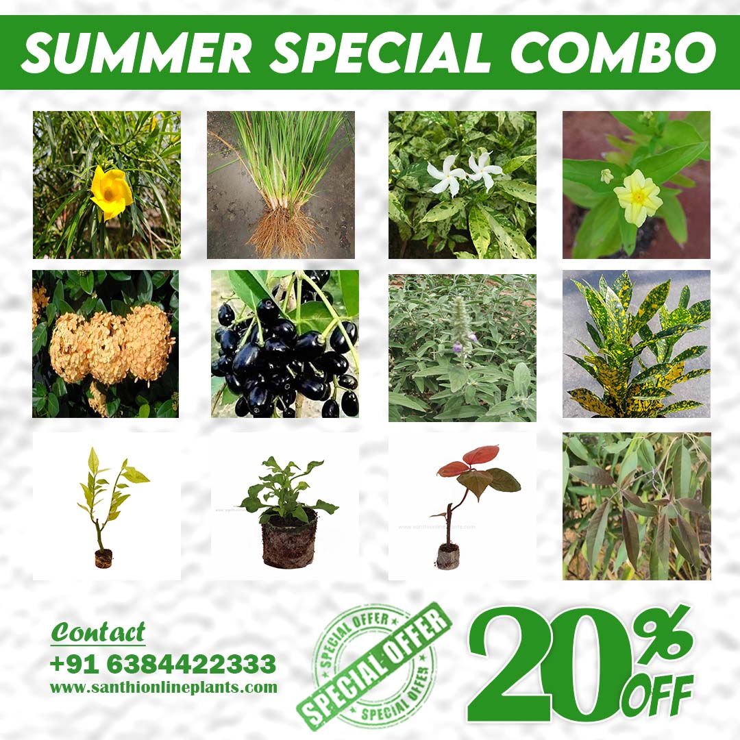 Summer Special Combo – Santhi Online Plants