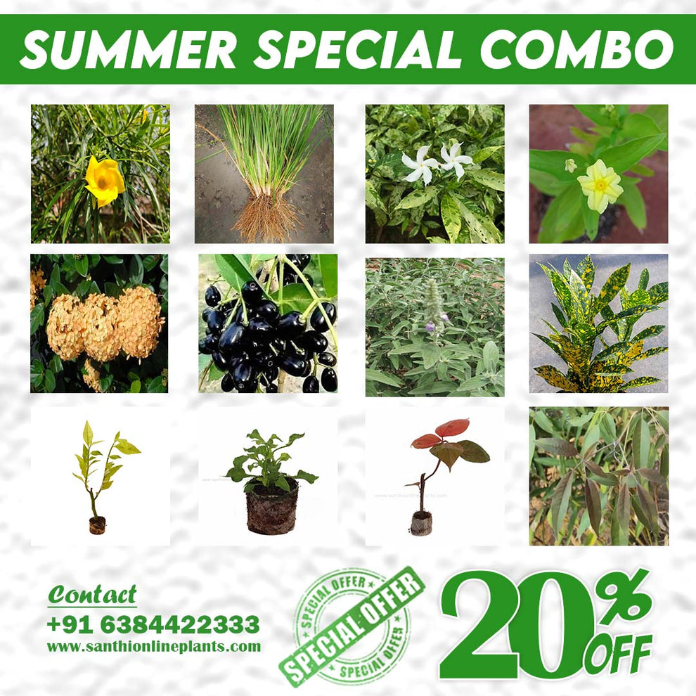 Summer Special Combo – Santhi Online Plants